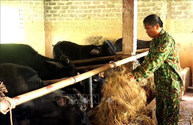 Nuôi bò thịt mang lại hiệu quả kinh tế cao cho nông dân tỉnh Hưng Yên ...