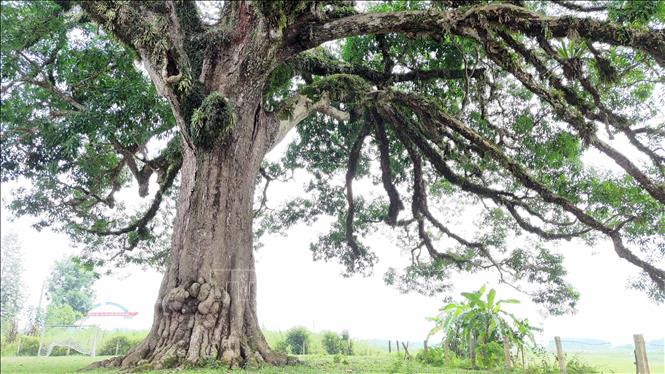 Preserving the 800-year-old heritage tree in Ha Tinh province - VNA Photos - Vietnam News Agency ...