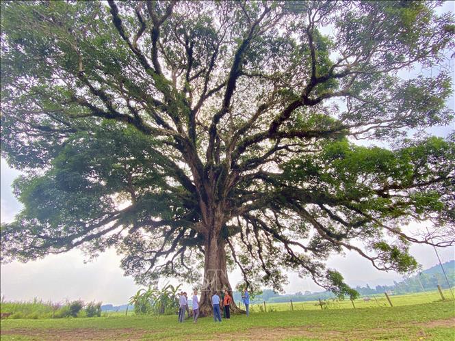 Preserving the 800-year-old heritage tree in Ha Tinh province - VNA ...