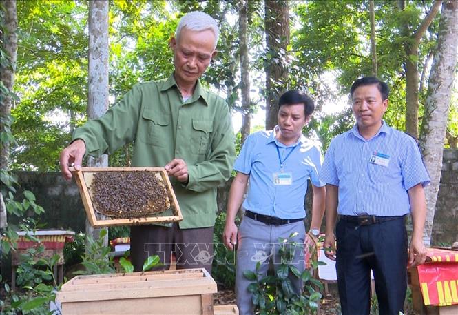 Nuôi ong lấy mật, hướng thoát nghèo bền vững ở miền núi Tân Kỳ (Nghệ An ...