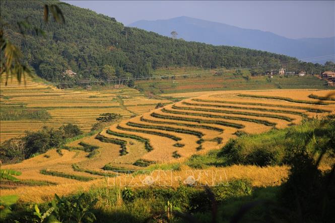 Mùa lúa chín trên những thửa ruộng bậc thang Miền Đồi - Ảnh thời sự ...