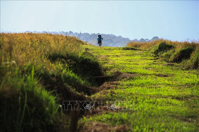 Mùa lúa chín trên những thửa ruộng bậc thang Miền Đồi - Ảnh thời sự ...