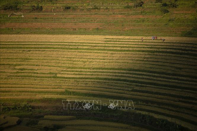 Mùa lúa chín trên những thửa ruộng bậc thang Miền Đồi - Ảnh thời sự ...