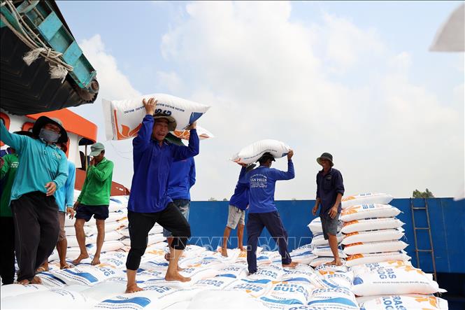 Rice exports to set record of 9 million tonnes this year - VNA Photos ...