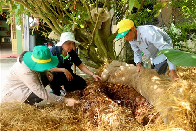 Canadian delegation explores low-emission, high-quality rice farming ...