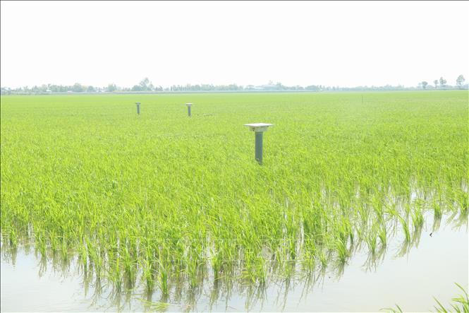 Canadian delegation explores low-emission, high-quality rice farming ...