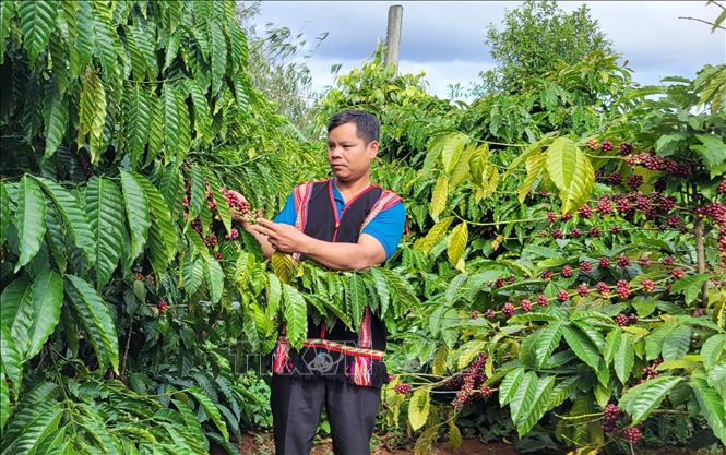 Gia Lai: Trưởng thôn Rơ Châm Djuk gương mẫu, nêu cao tinh thần trách ...