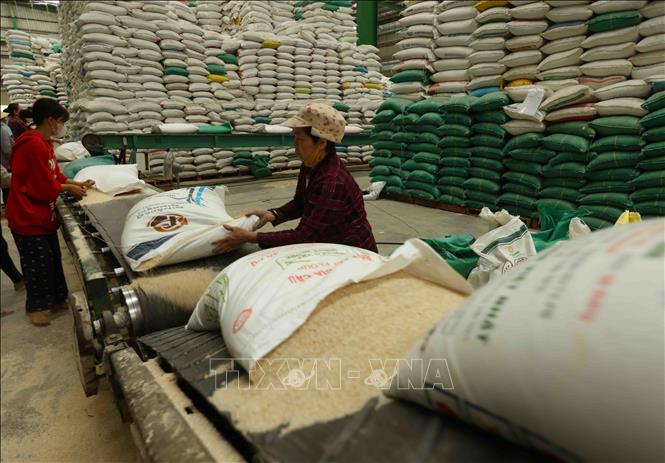 Rice export sets new record in 2024, but 2025 forecast to be tough ...