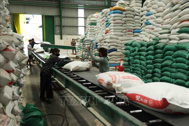 Rice export sets new record in 2024, but 2025 forecast to be tough ...