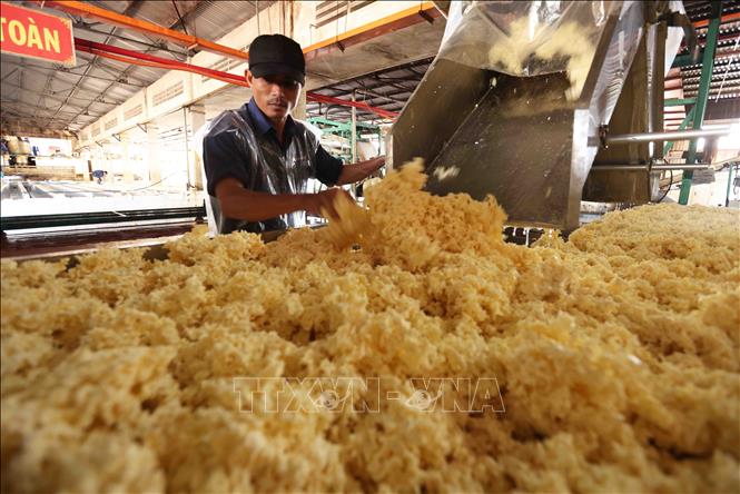 Vietnam’s rubber export predicted to exceed 11 bln USD - VNA Photos ...