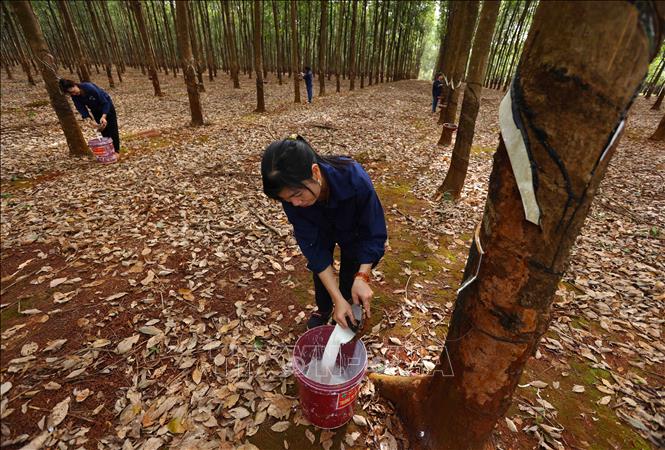 Vietnam’s rubber export predicted to exceed 11 bln USD - VNA Photos ...