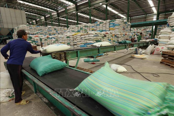 Vietnam's rice export predicted to face challenges in 2025 - VNA Photos ...