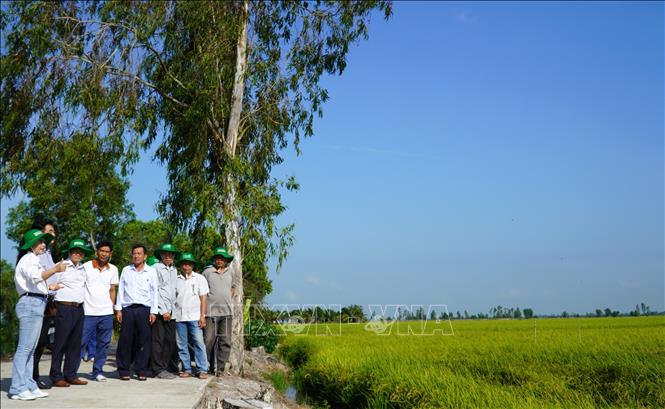 Kiên Giang tổ chức Hội thảo mô hình thí điểm Đề án 1 triệu ha lúa chất ...
