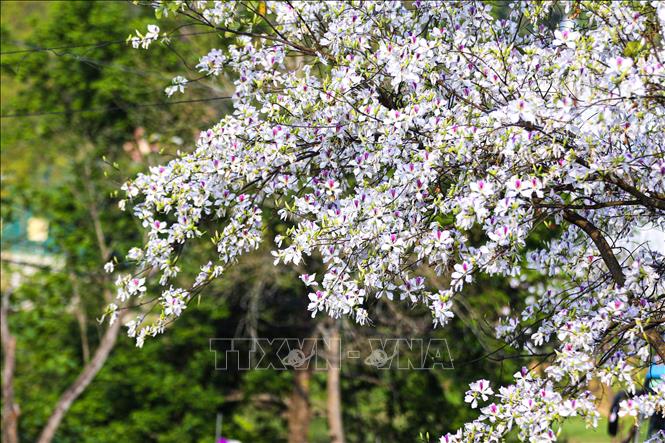 Dien Bien Phu city welcomes Ban flower season - VNA Photos - Vietnam ...