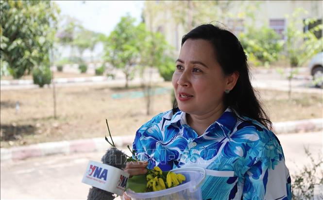 Sắc vàng Dokkhoun tại Lào báo hiệu Tết đang về - Ảnh thời sự quốc tế - Văn hóa xã hội - Thông ...