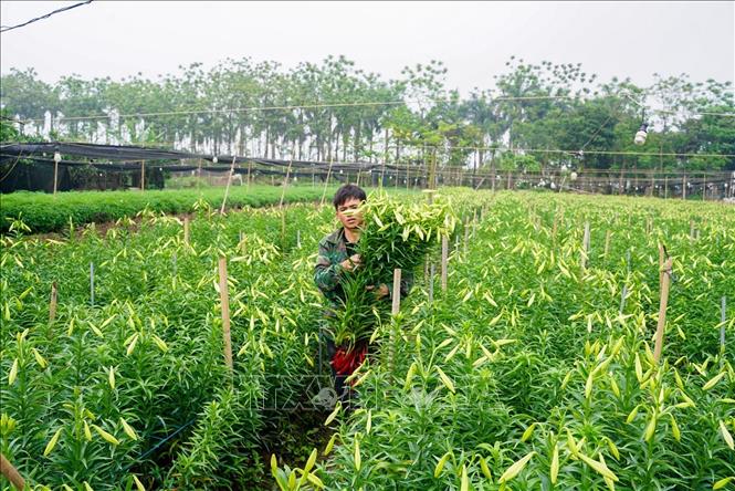 Nhớ mùa loa kèn tháng Tư - Ảnh thời sự trong nước - Văn hoá & Xã hội ...