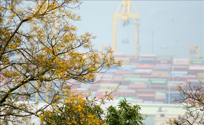 Rực rỡ sắc vàng hoa Lim xẹt trên bán đảo Sơn Trà - Ảnh thời sự trong ...