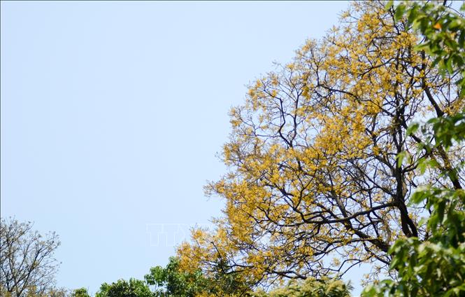 Rực rỡ sắc vàng hoa Lim xẹt trên bán đảo Sơn Trà - Ảnh thời sự trong ...