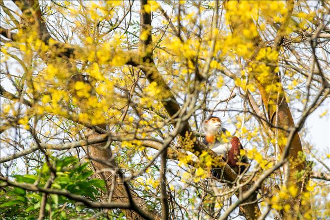 Rực rỡ sắc vàng hoa Lim xẹt trên bán đảo Sơn (Đà Nẵng) - Ảnh thời sự ...