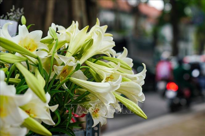 April is the season of lilies - VNA Photos - Vietnam News Agency (VNA)