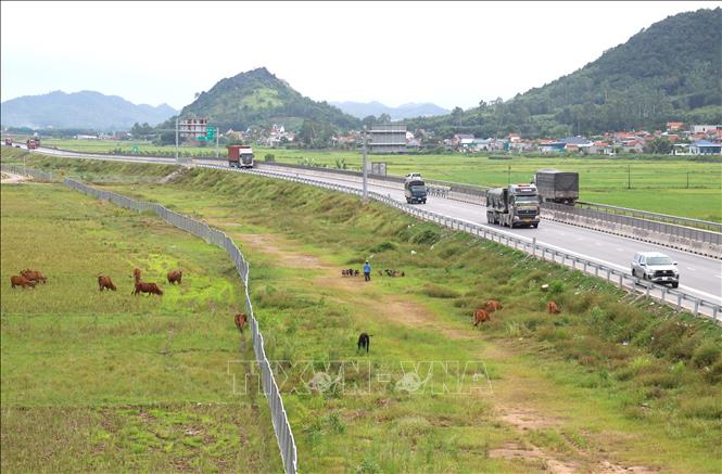 Báo động tình trạng dân dỡ rào ngăn cách, chăn thả gia súc trên hành lang cao tốc Diễn Châu ...
