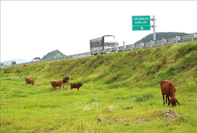 Báo động tình trạng dân dỡ rào ngăn cách, chăn thả gia súc trên hành lang cao tốc Diễn Châu ...