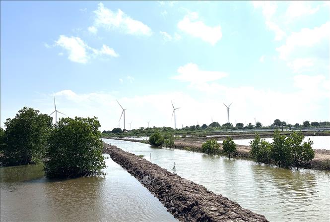 Mô hình nuôi tôm bền vững dựa vào rừng ngập mặn ở ĐBSCL - Ảnh thời sự ...