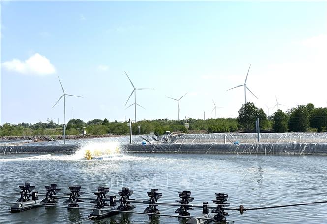 Mô hình nuôi tôm bền vững dựa vào rừng ngập mặn ở ĐBSCL - Ảnh thời sự ...