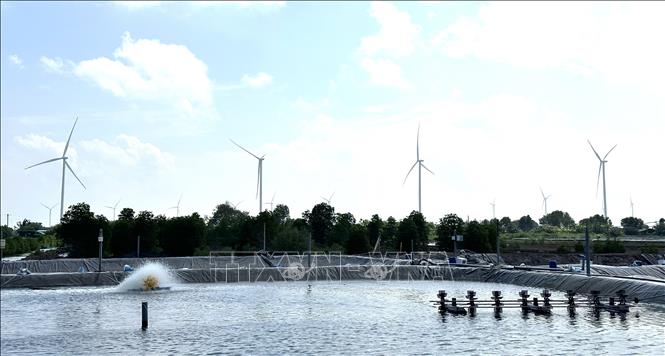 Mô hình nuôi tôm bền vững dựa vào rừng ngập mặn ở ĐBSCL - Ảnh thời sự ...