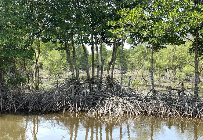 Mô hình nuôi tôm bền vững dựa vào rừng ngập mặn ở ĐBSCL - Ảnh thời sự ...