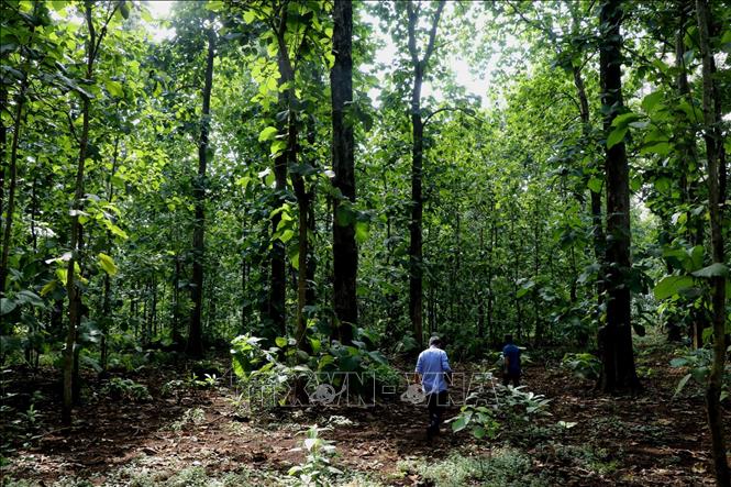 Beneath Vietnam’s forest, a cave system ranks among Southeast Asia’s ...