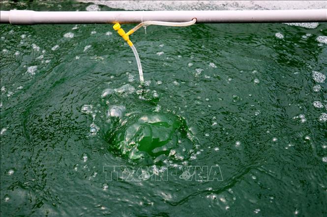 Khanh Hoa develops smart farming to modernise agriculture - VNA Photos ...