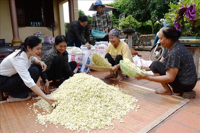 Hiệu quả kinh tế cao từ hoa sâm Núi Dành - Ảnh thời sự trong nước - Văn hoá & Xã hội - Thông tấn ...