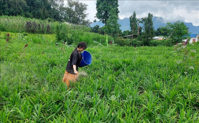 Native Ginger offers path out of poverty for ethnic minorities in Tuyen ...