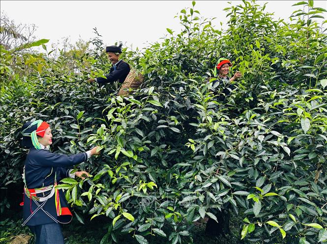 Tra Peng and journey to bring Shan Tuyet tea flavor far and wide - VNA ...