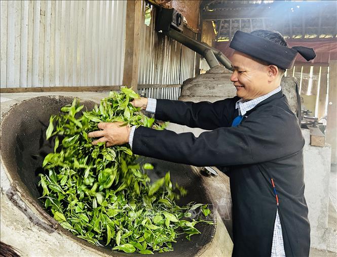 Tra Peng and journey to bring Shan Tuyet tea flavor far and wide - VNA Photos - Vietnam News ...
