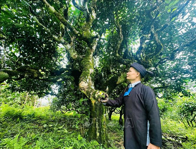 Tra Peng and journey to bring Shan Tuyet tea flavor far and wide - VNA ...