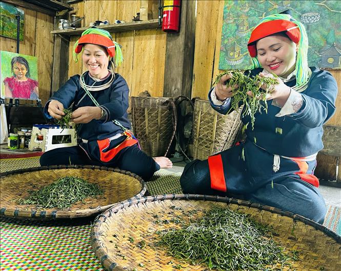 Tra Peng and journey to bring Shan Tuyet tea flavor far and wide - VNA ...