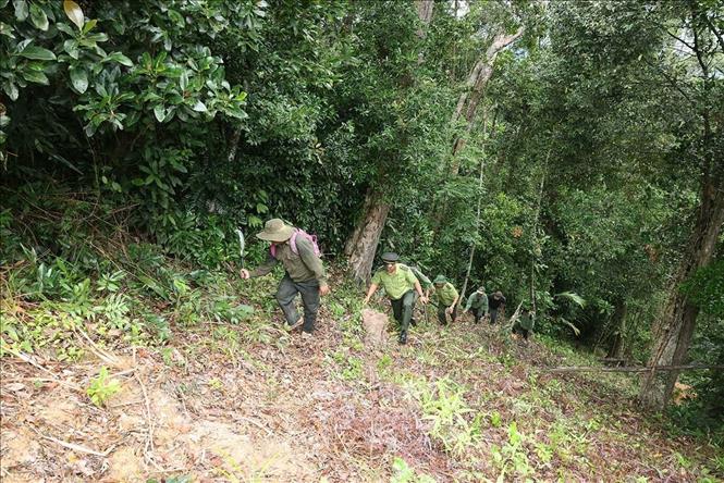 Gia Lai tăng cường công tác bảo vệ rừng - Ảnh thời sự trong nước - Kinh ...