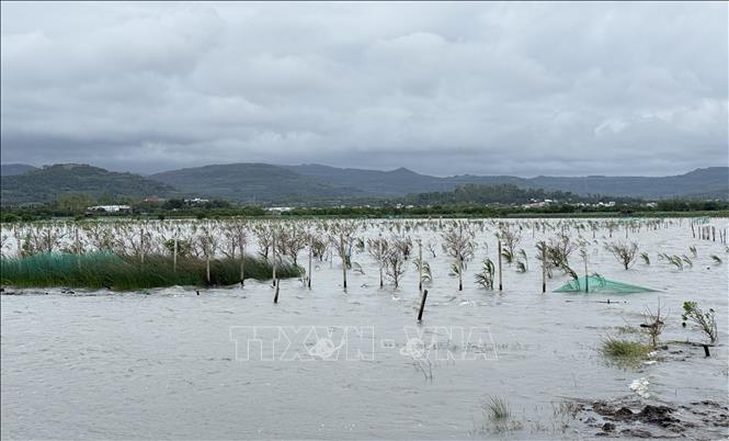 Mangrove forest conservation to restore the ecosystem in O Loan lagoon ...