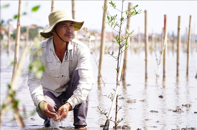 Mangrove forest conservation to restore the ecosystem in O Loan lagoon ...