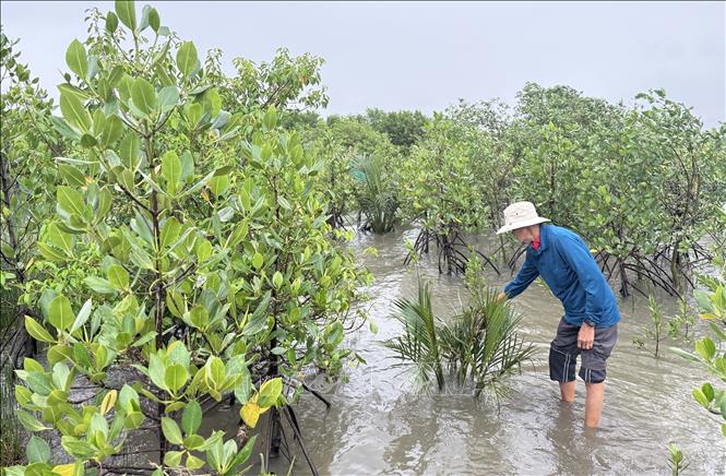 Mangrove forest conservation to restore the ecosystem in O Loan lagoon ...