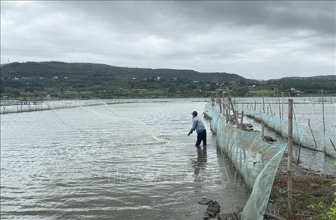 Mangrove forest conservation to restore the ecosystem in O Loan lagoon ...