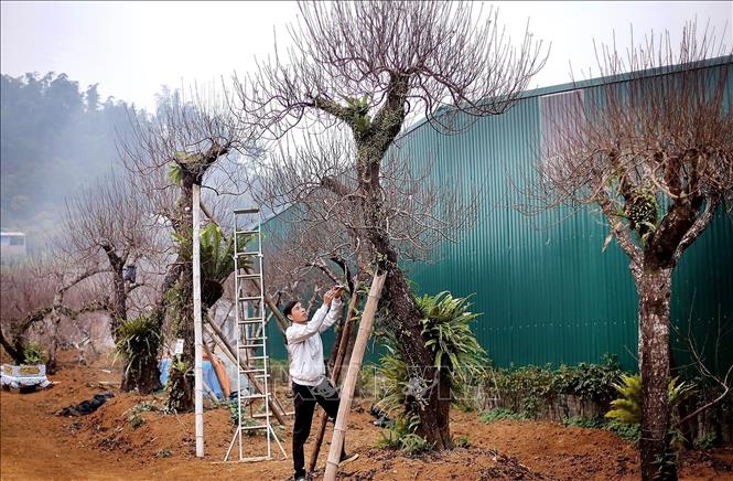 Da Bac peach trees draw crowds ahead of Lunar New Year - VNA Photos ...