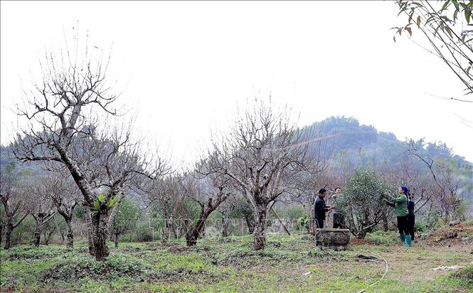 Da Bac peach trees draw crowds ahead of Lunar New Year - VNA Photos ...
