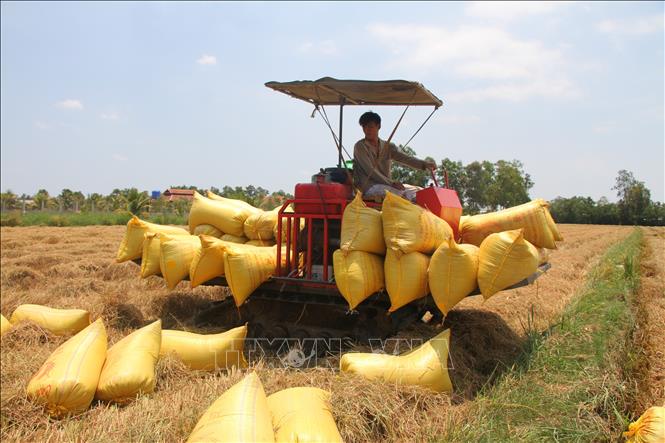 Giá lúa bấp bênh, nông dân Cà Mau gặp nhiều khó khăn trong vụ Đông Xuân ...