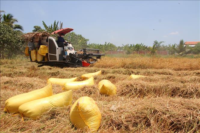 Giá lúa bấp bênh, nông dân Cà Mau gặp nhiều khó khăn trong vụ Đông Xuân ...