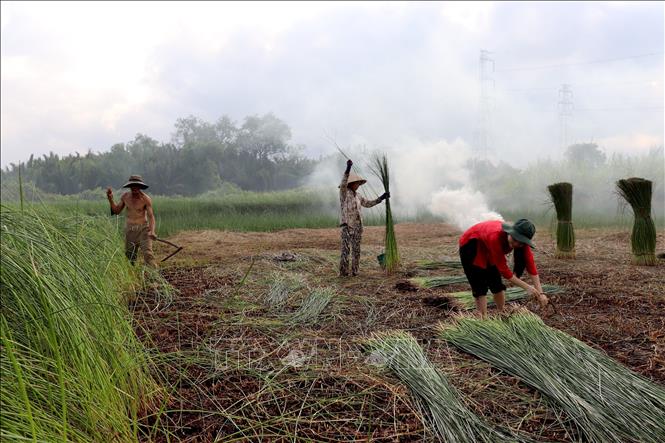 Tay Ninh preserves traditional crafts along Nhut Tao estuary - VNA ...
