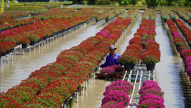 Sa Dec - Thriving city along Sa Giang River - VNA Photos - Vietnam News ...