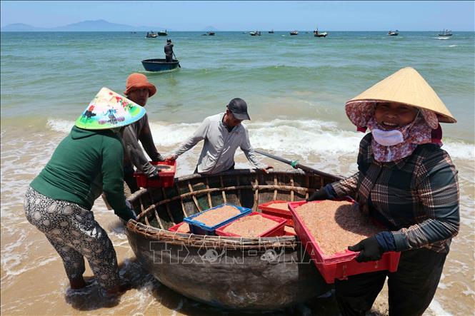 Da Nang fishermen rejoice with bumper harvest of tiny sea prawns - VNA ...